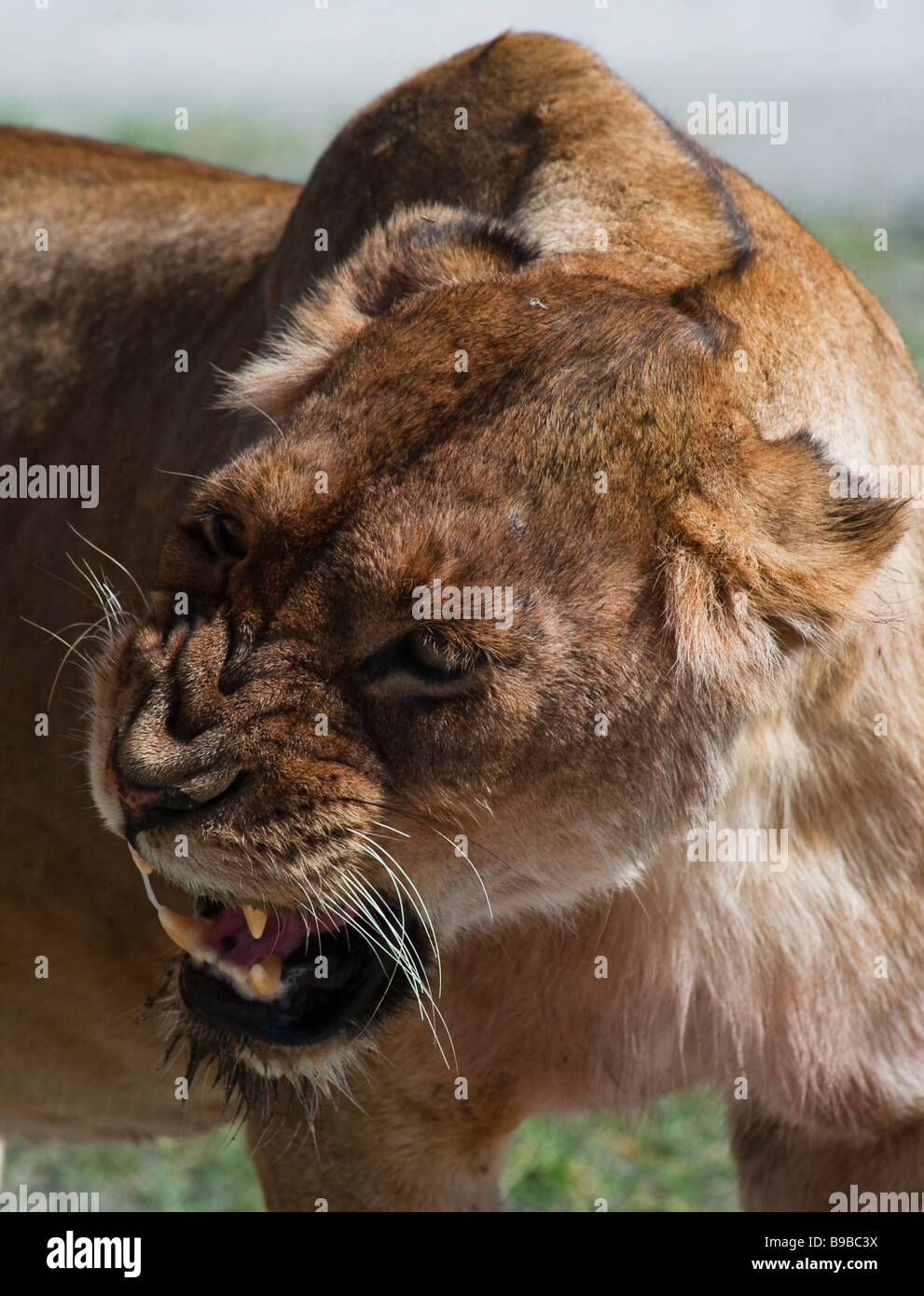 Female lion snarling Stock Photo - Alamy