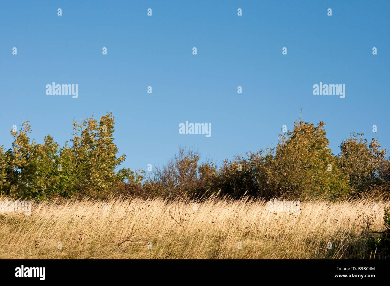 Parched grass and hedge hi-res stock photography and images - Alamy