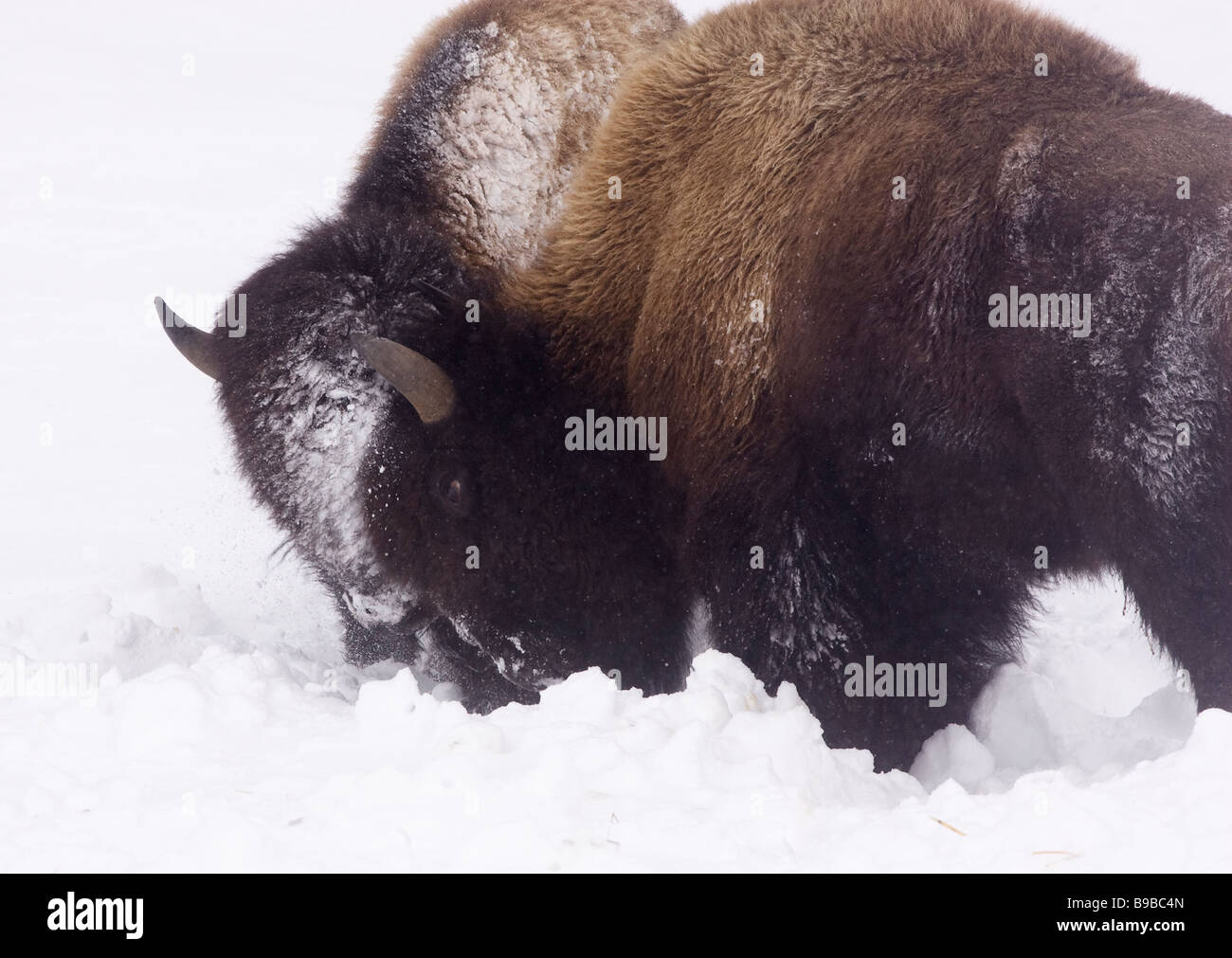 Two American Bison Butting Heads Bison bison Stock Photo - Alamy