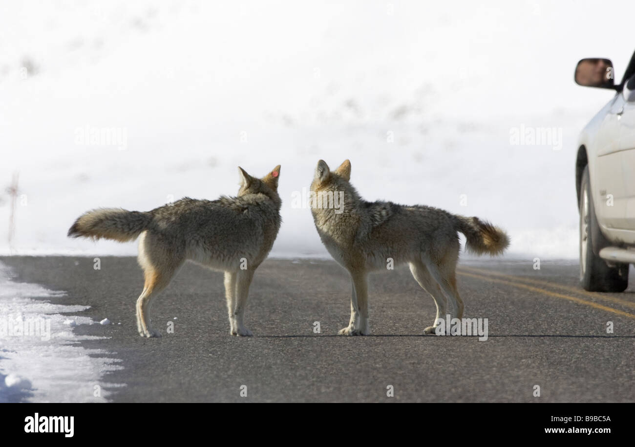 Coyotes hi-res stock photography and images - Alamy