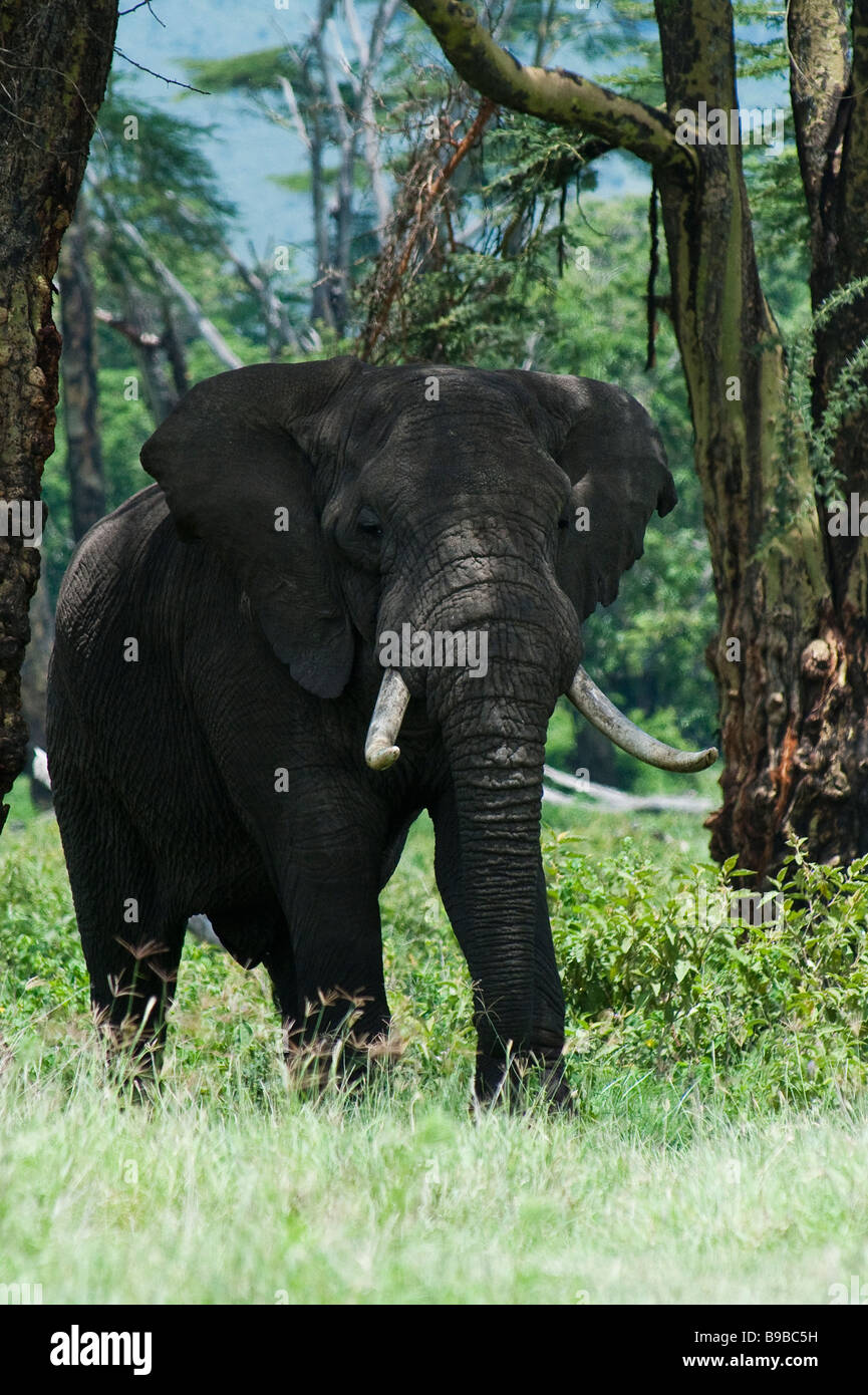African male elephant coming out from the forest Stock Photo - Alamy