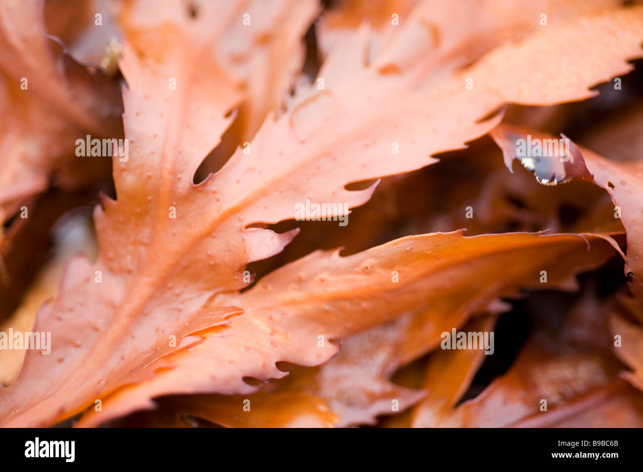 Algés hi-res stock photography and images - Alamy