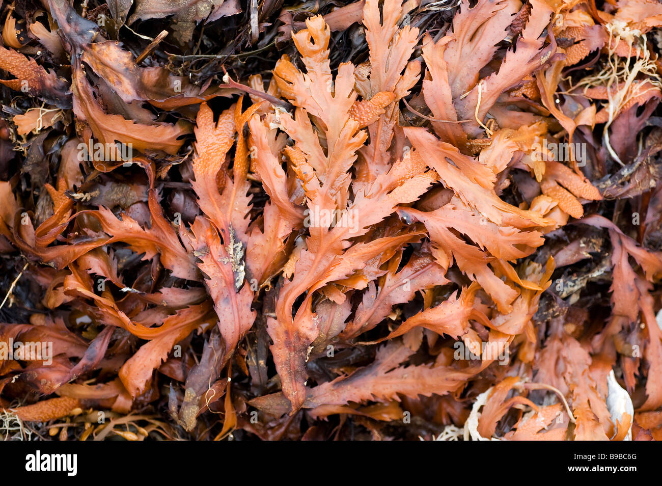 Algés High Resolution Stock Photography and Images - Alamy