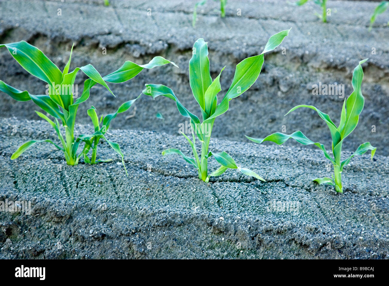 Young corn stalks hi-res stock photography and images - Alamy
