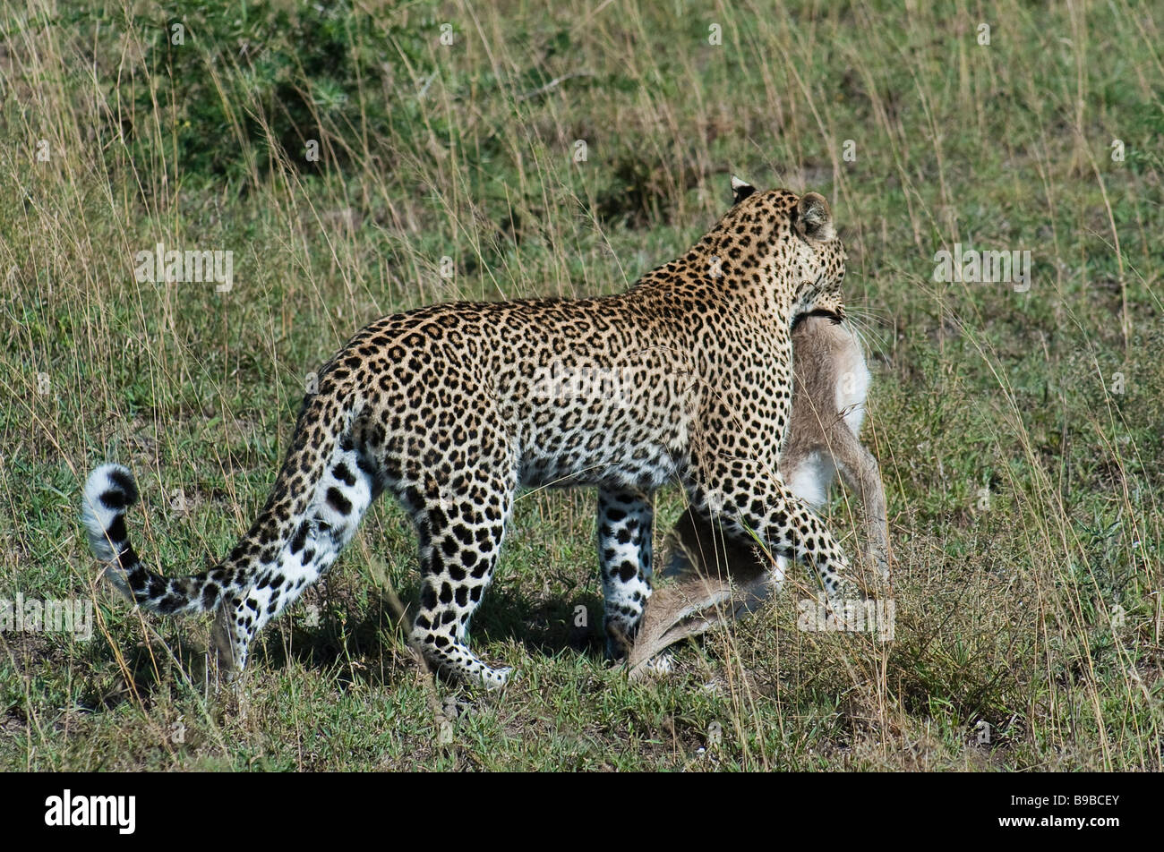 A leopard returning to its lair with fresh kill Stock Photo - Alamy