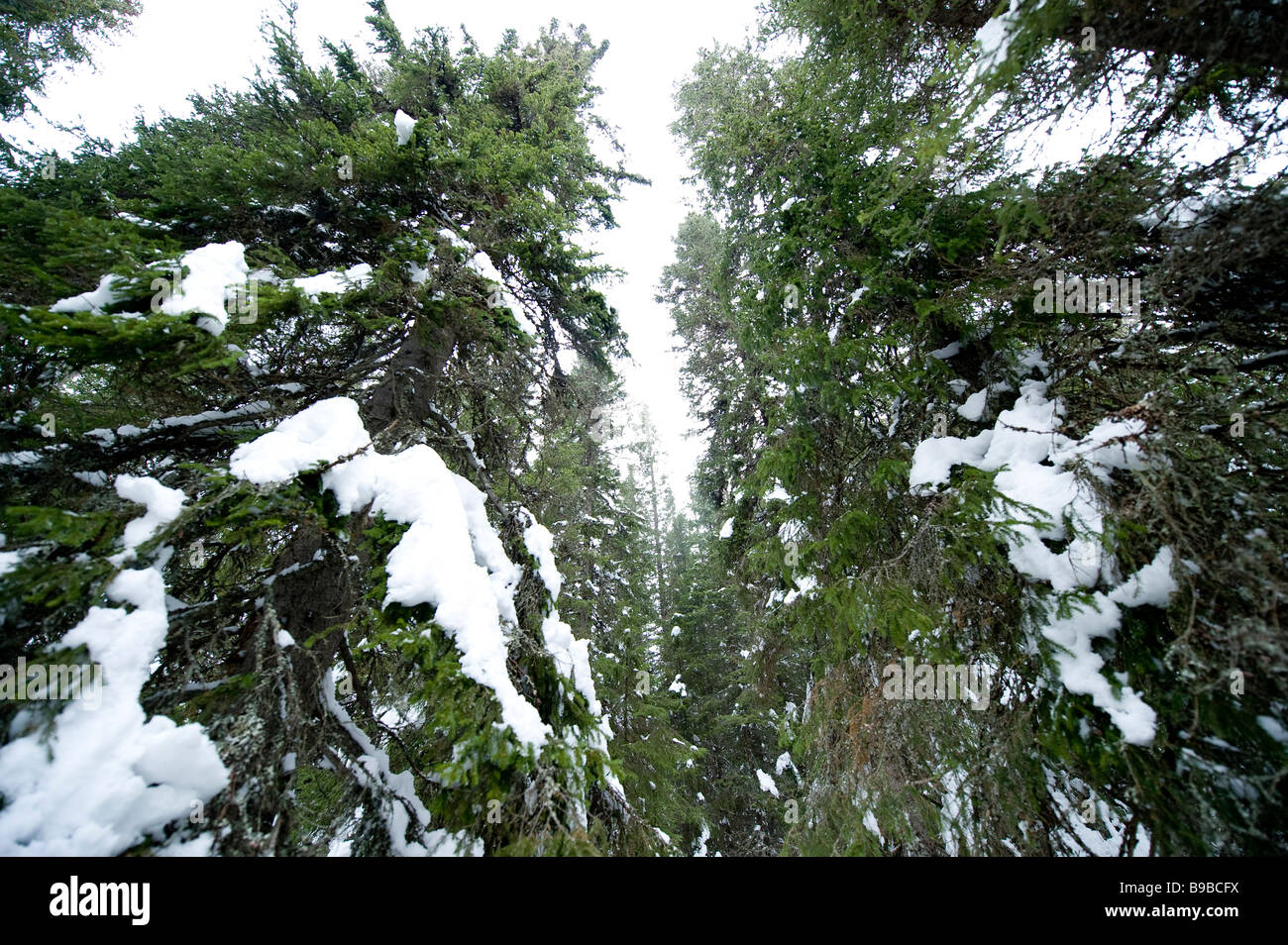Swedish forest forests pine tree hi-res stock photography and images ...