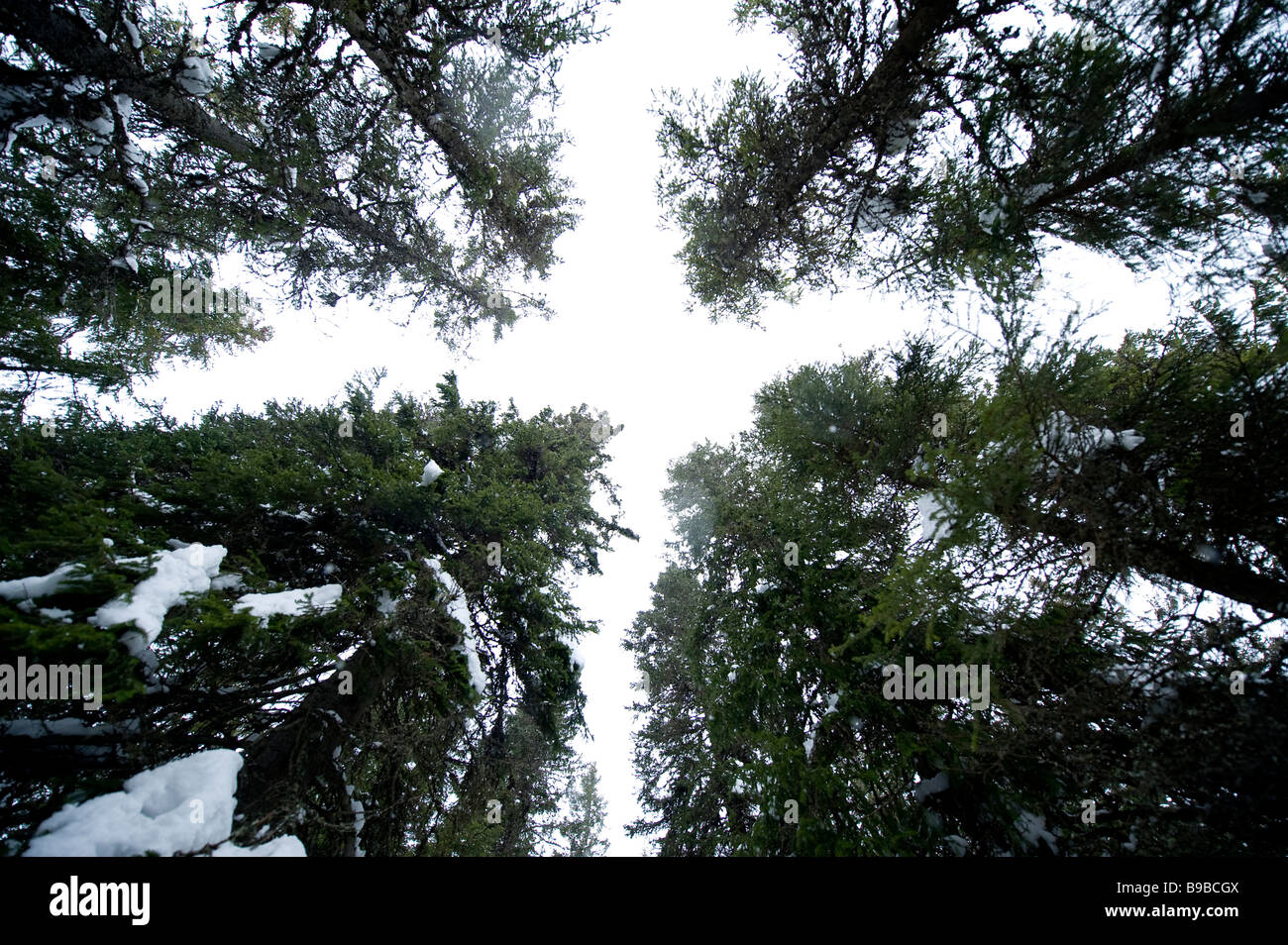 Swedish forest forests pine tree hi-res stock photography and images ...