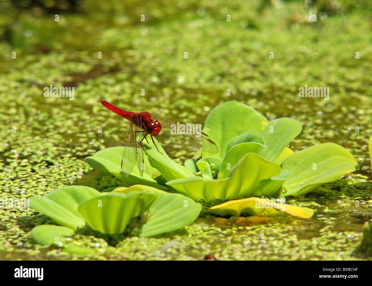 Dragonfly (of unknown species) on Nile cabbage Stock Photo - Alamy