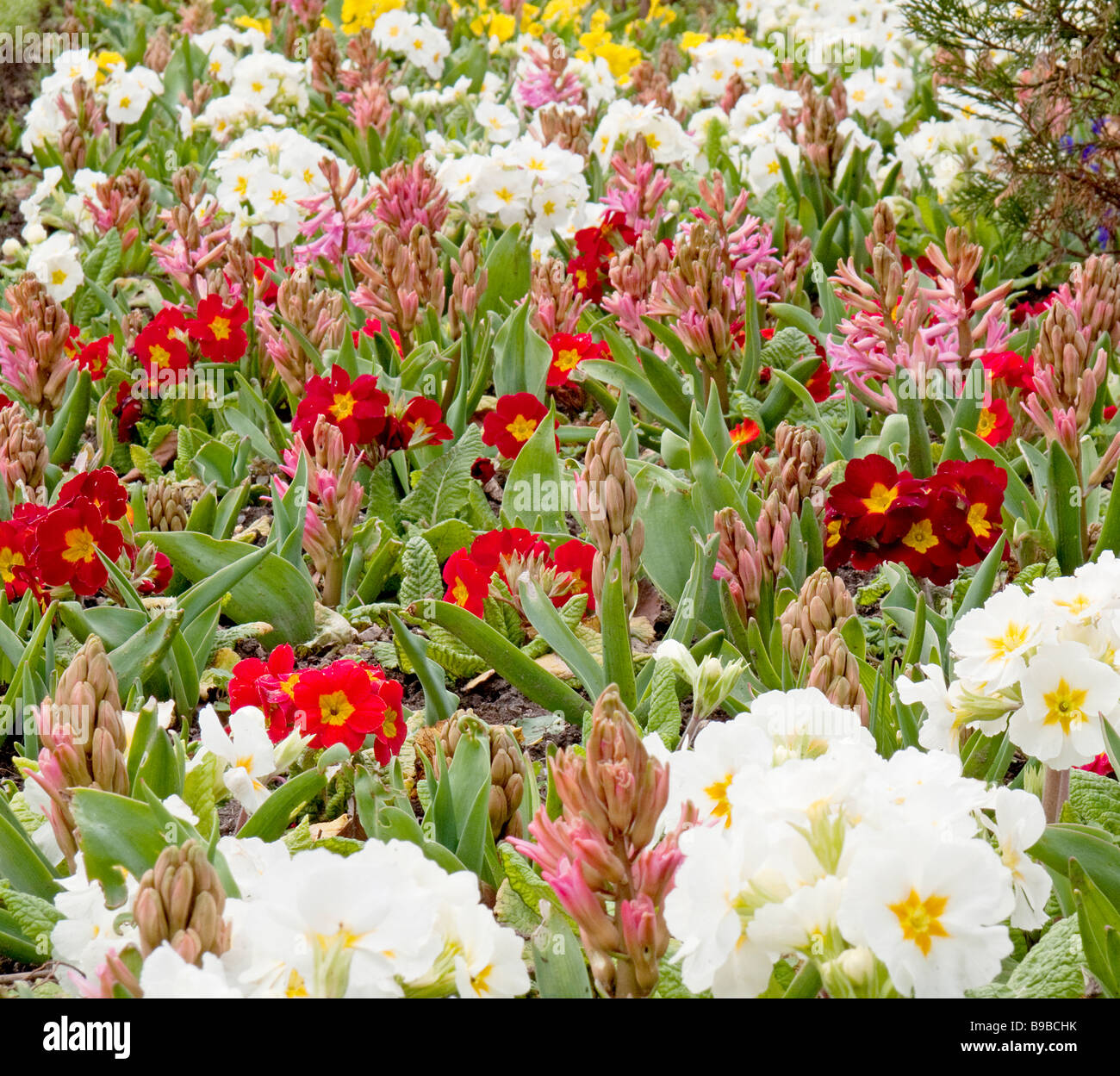 Spring flowers primoses and hyacinths Stock Photo - Alamy