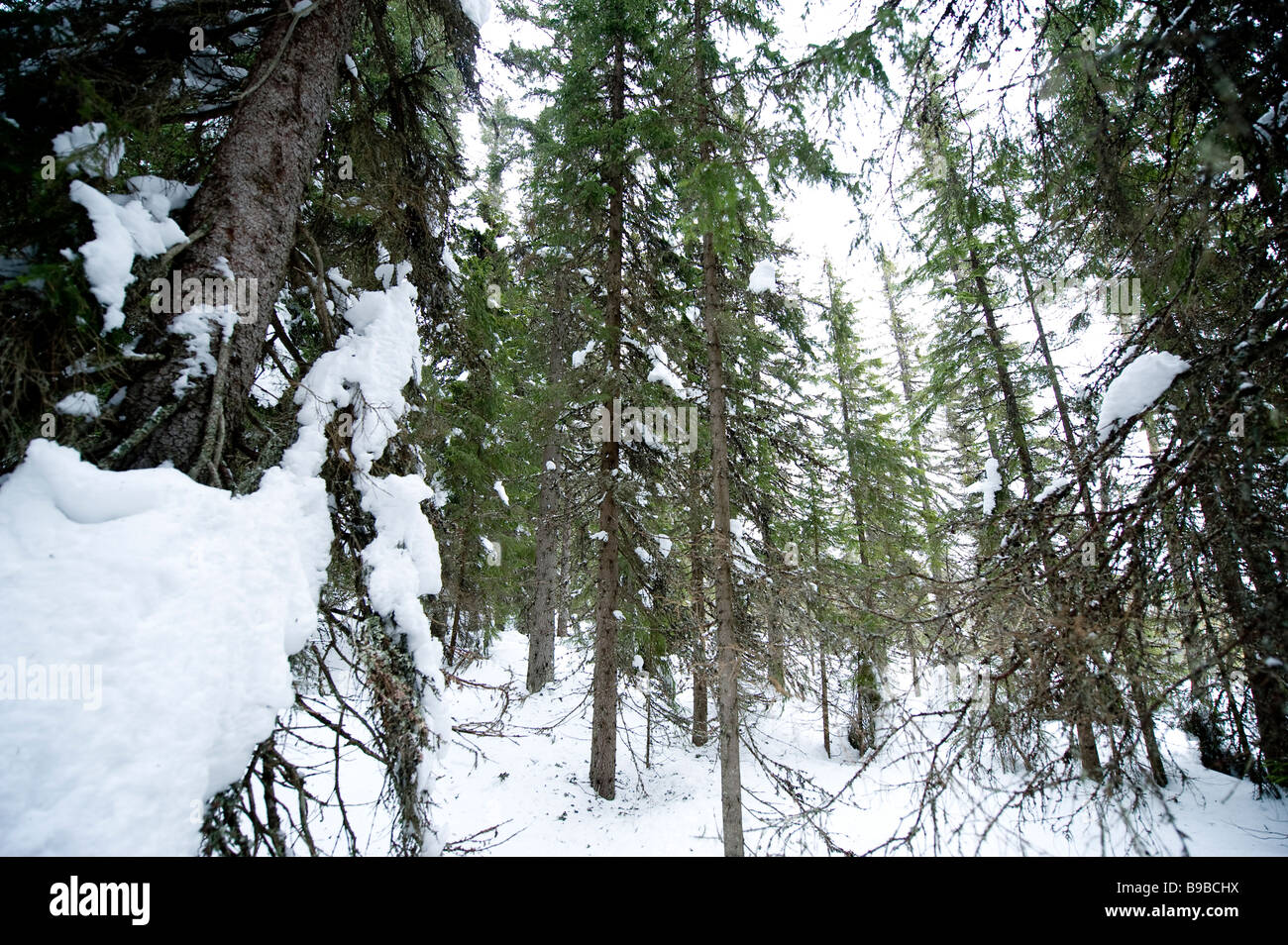 Swedish forest forests pine tree hi-res stock photography and images ...