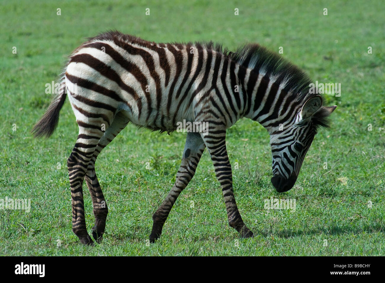 Baby zebra hi-res stock photography and images - Alamy