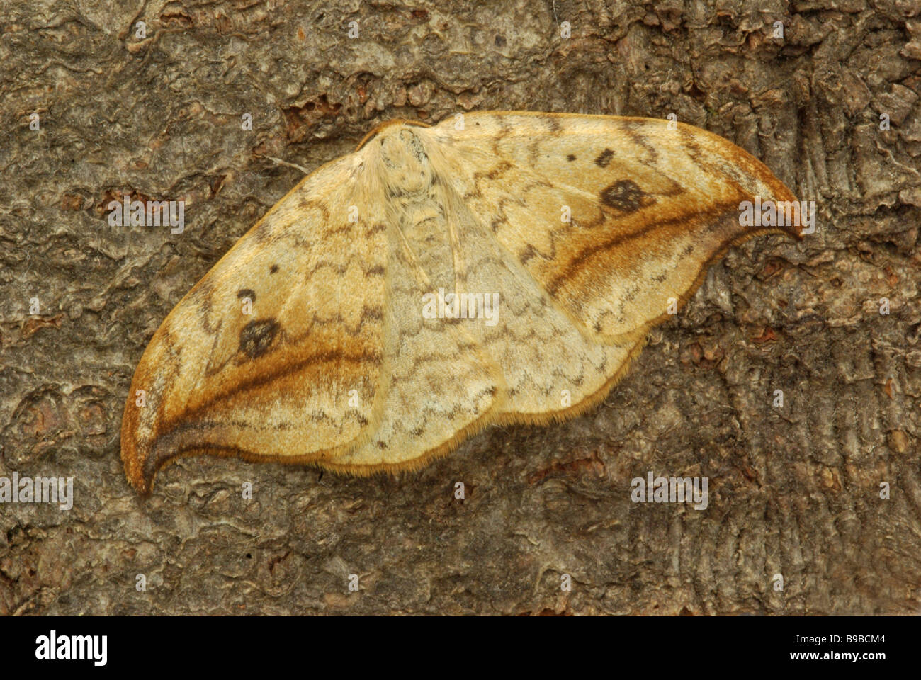 Pebble hook tip Drepana falcataria falcataria Stock Photo - Alamy