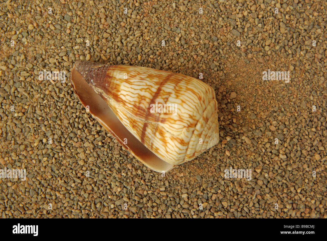 Cone shell conus hi-res stock photography and images - Alamy