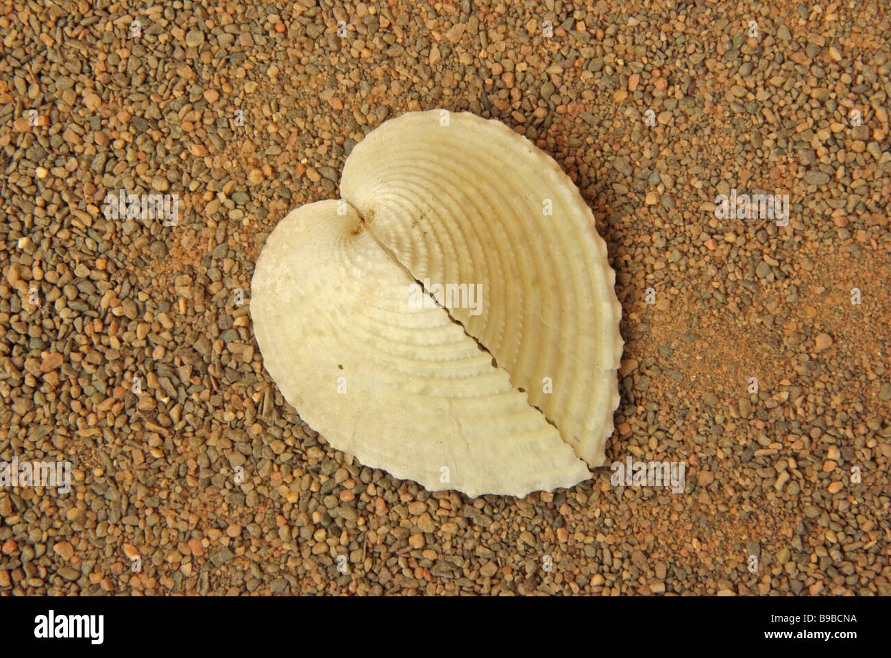 Corculum cardissa Heart Cockle Stock Photo - Alamy