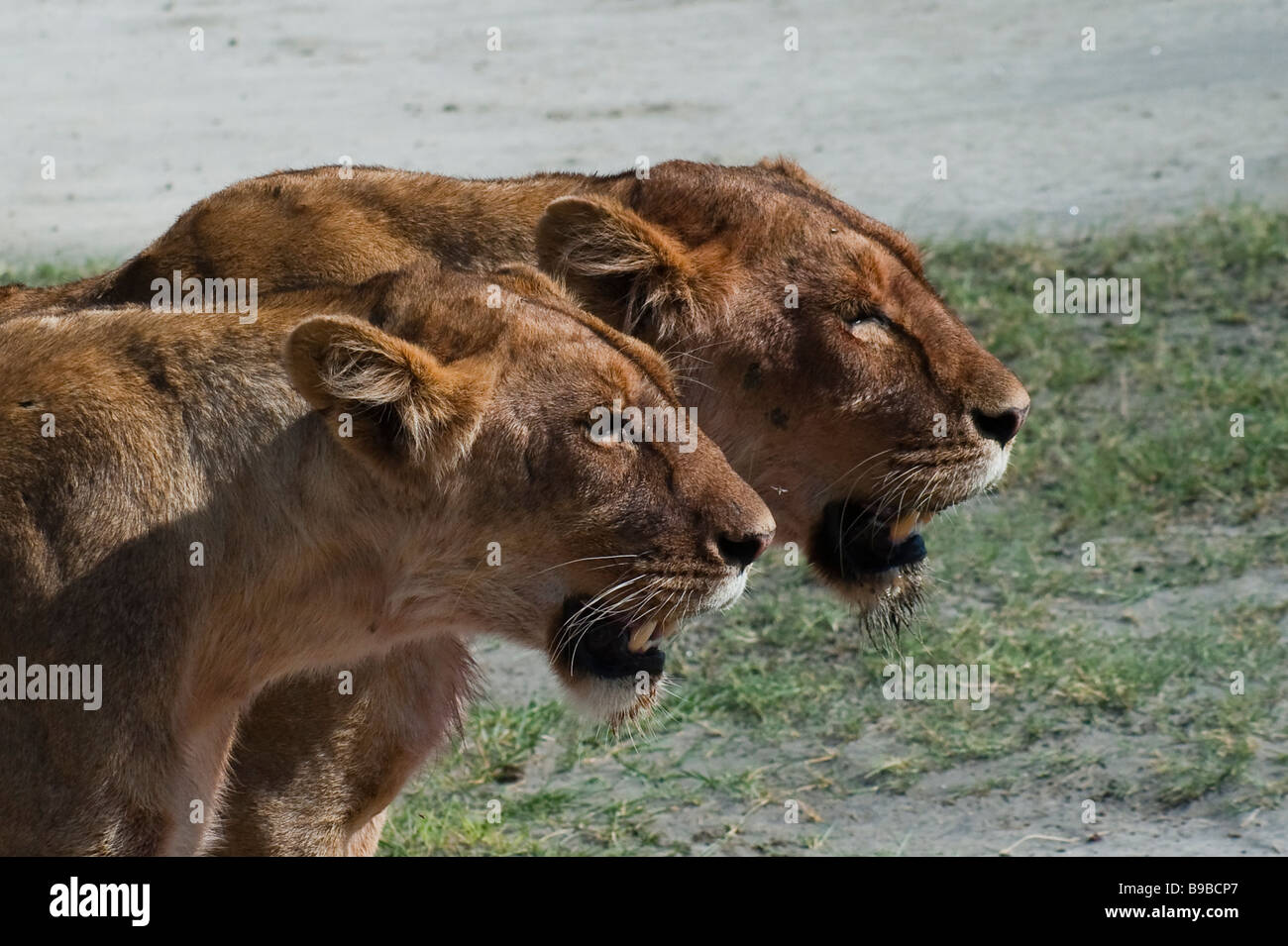 Two female lions gazing in the distance Stock Photo - Alamy