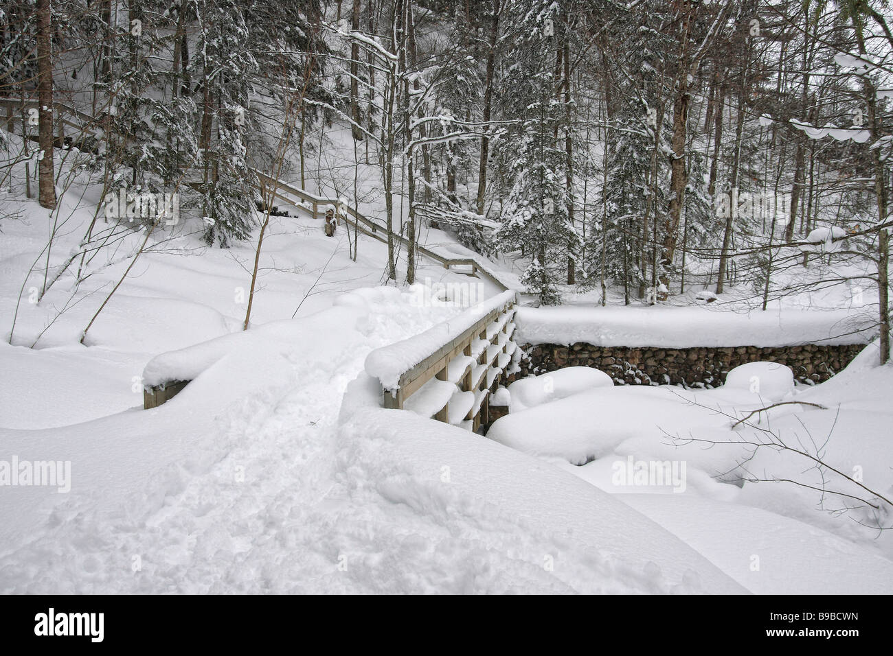 Winter white landscape with snowy forest covered trees overhead top ...
