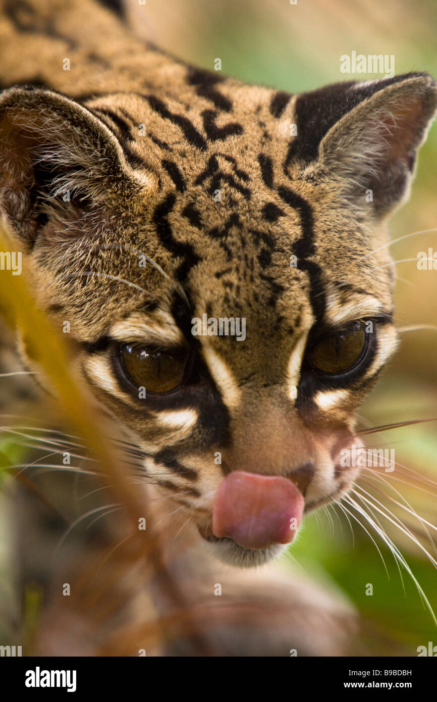 Margay hi-res stock photography and images - Alamy