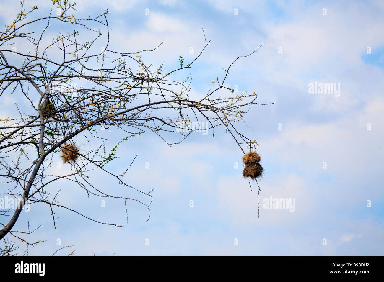 Small horizontal africa african nesting aves hi-res stock photography ...