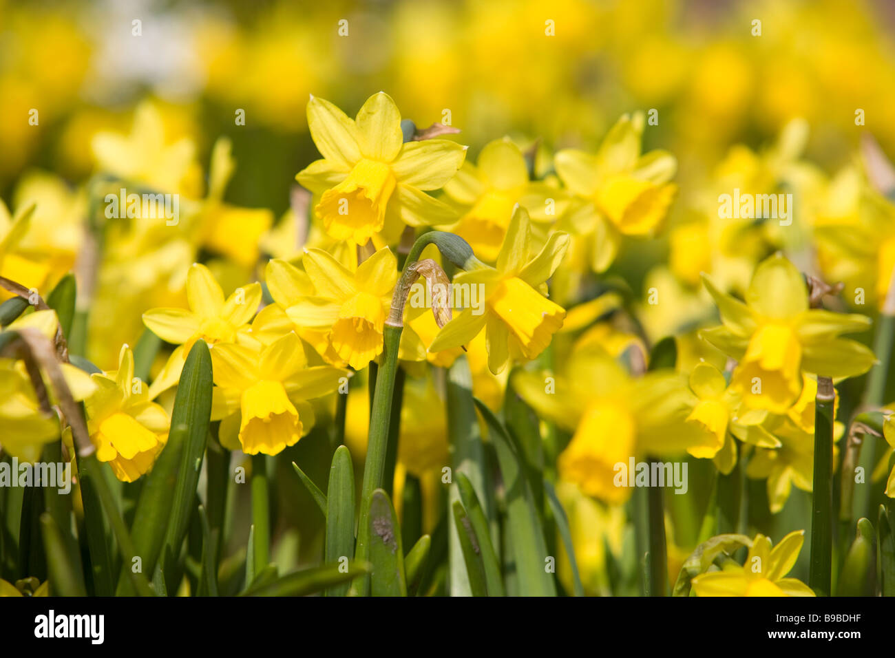 Daffodils hi-res stock photography and images - Alamy