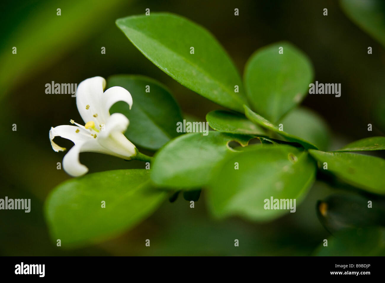 Canas hi-res stock photography and images - Alamy