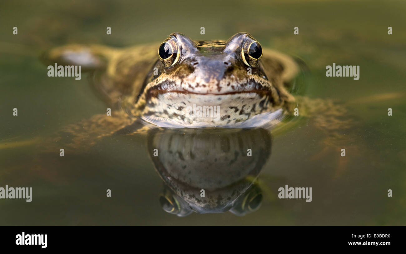 Single Common Frog (Rana temporaria Stock Photo - Alamy