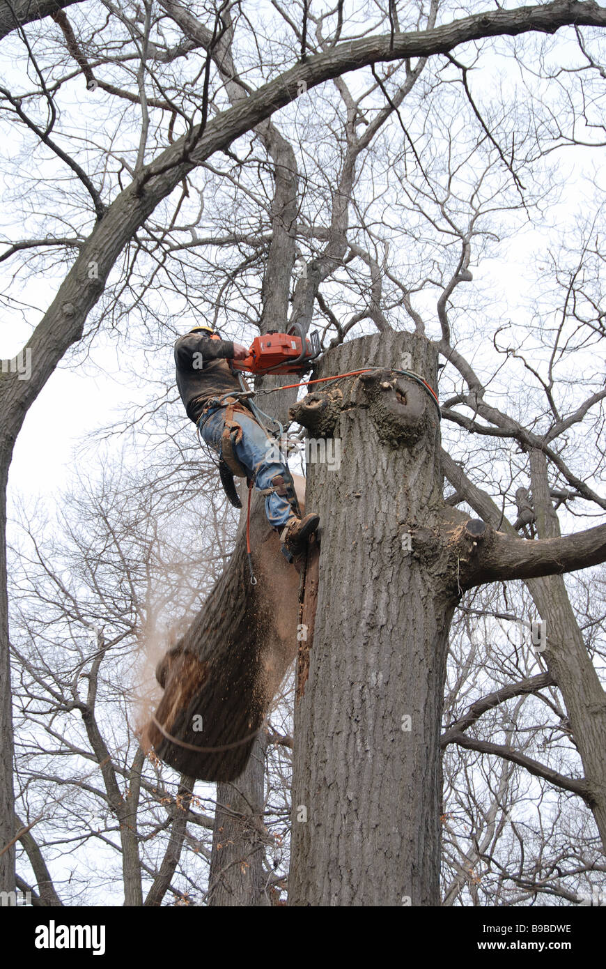 Chainsaw tree felling surgeon cutting hi-res stock photography and ...