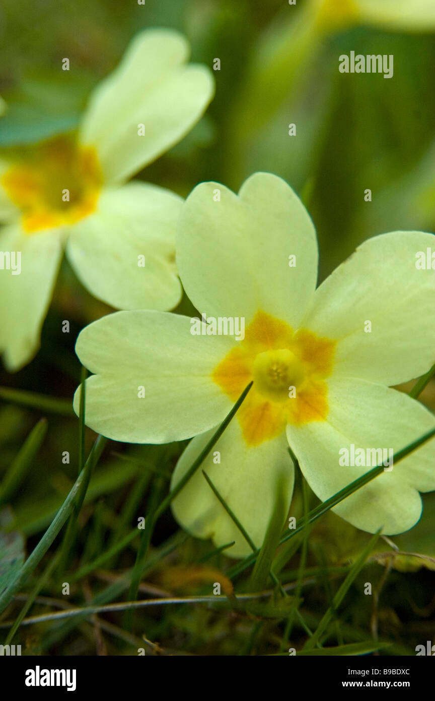 Primrose flower yellow grass hi-res stock photography and images - Alamy