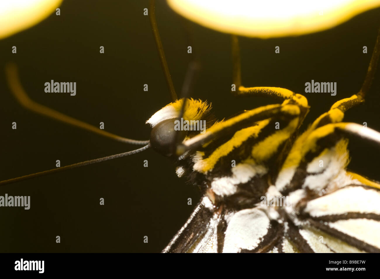 Butterfly head hi-res stock photography and images - Alamy