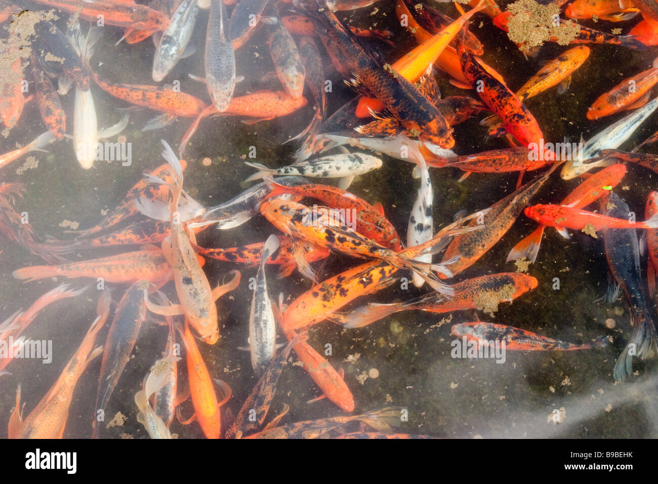 Ornamental carp hi-res stock photography and images - Alamy