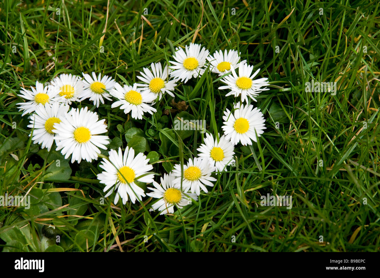 heart shaped daisies on green grass Stock Photo - Alamy