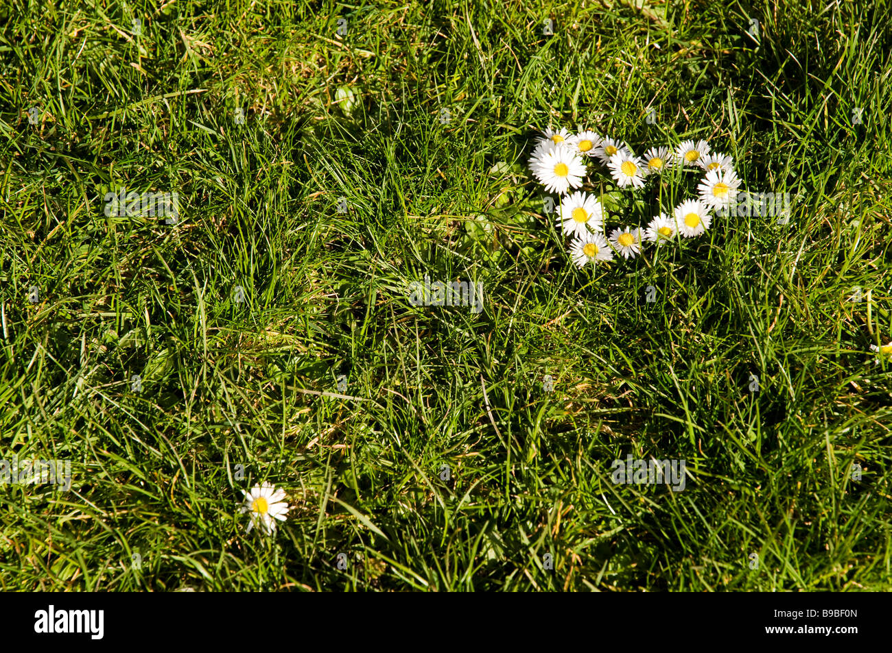 Daisy heart hi-res stock photography and images - Alamy