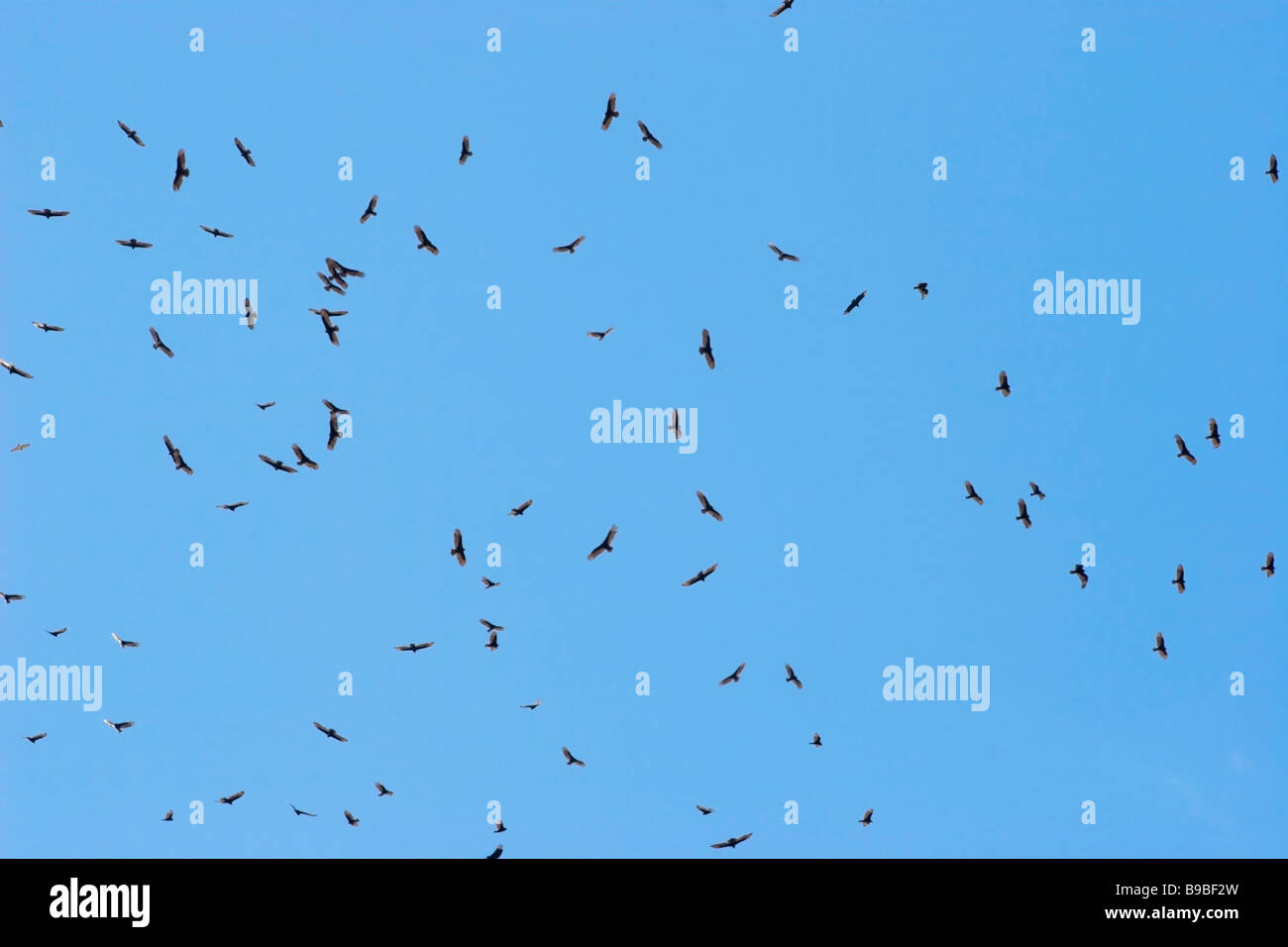 Vultures on a blue sky Stock Photo - Alamy