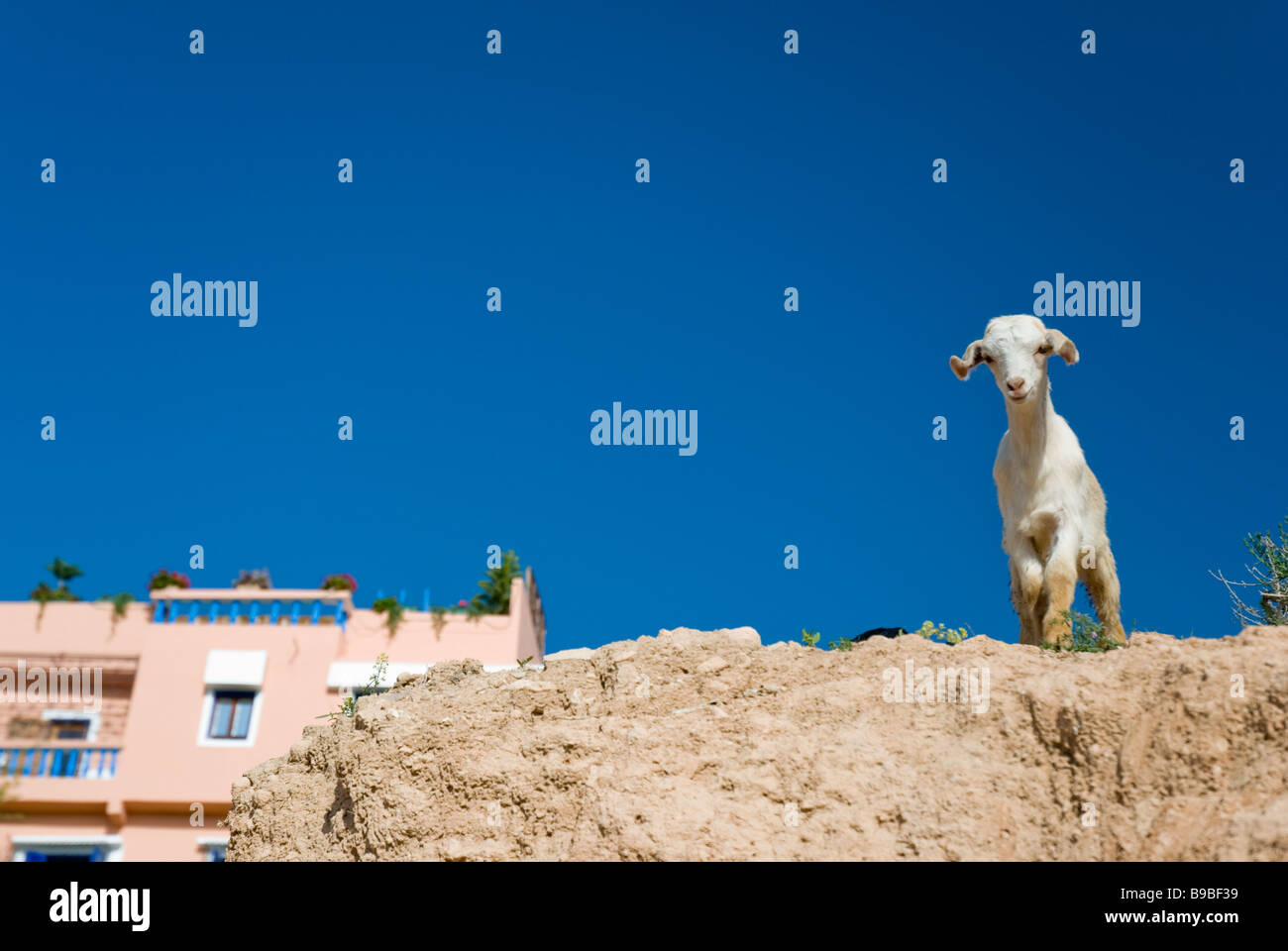 Goat on a ledge hi-res stock photography and images - Alamy