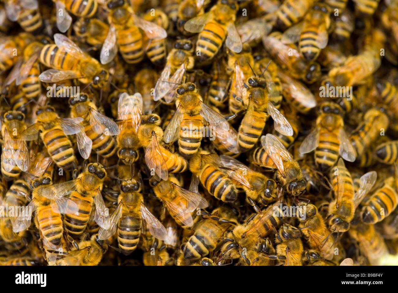European honey bee or western honey bee (Apis mellifera) swarm Stock ...