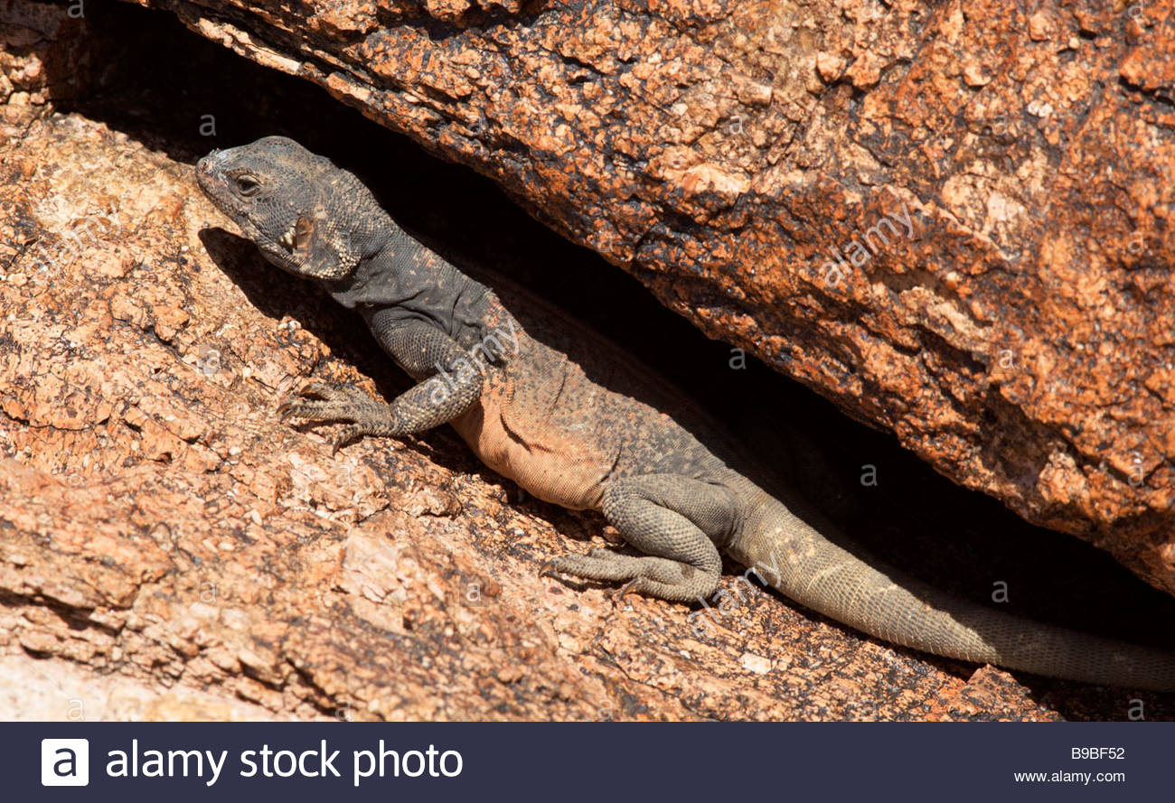 Common Chuckwalla Lizard High Resolution Stock Photography and Images ...