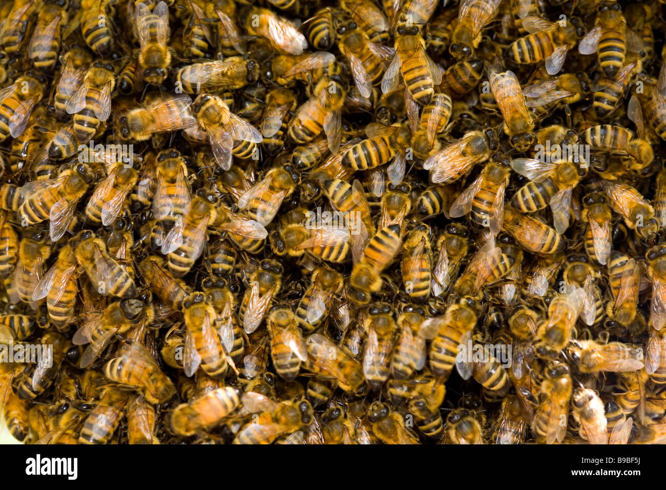 European honey bee or western honey bee (Apis mellifera) swarm Stock ...