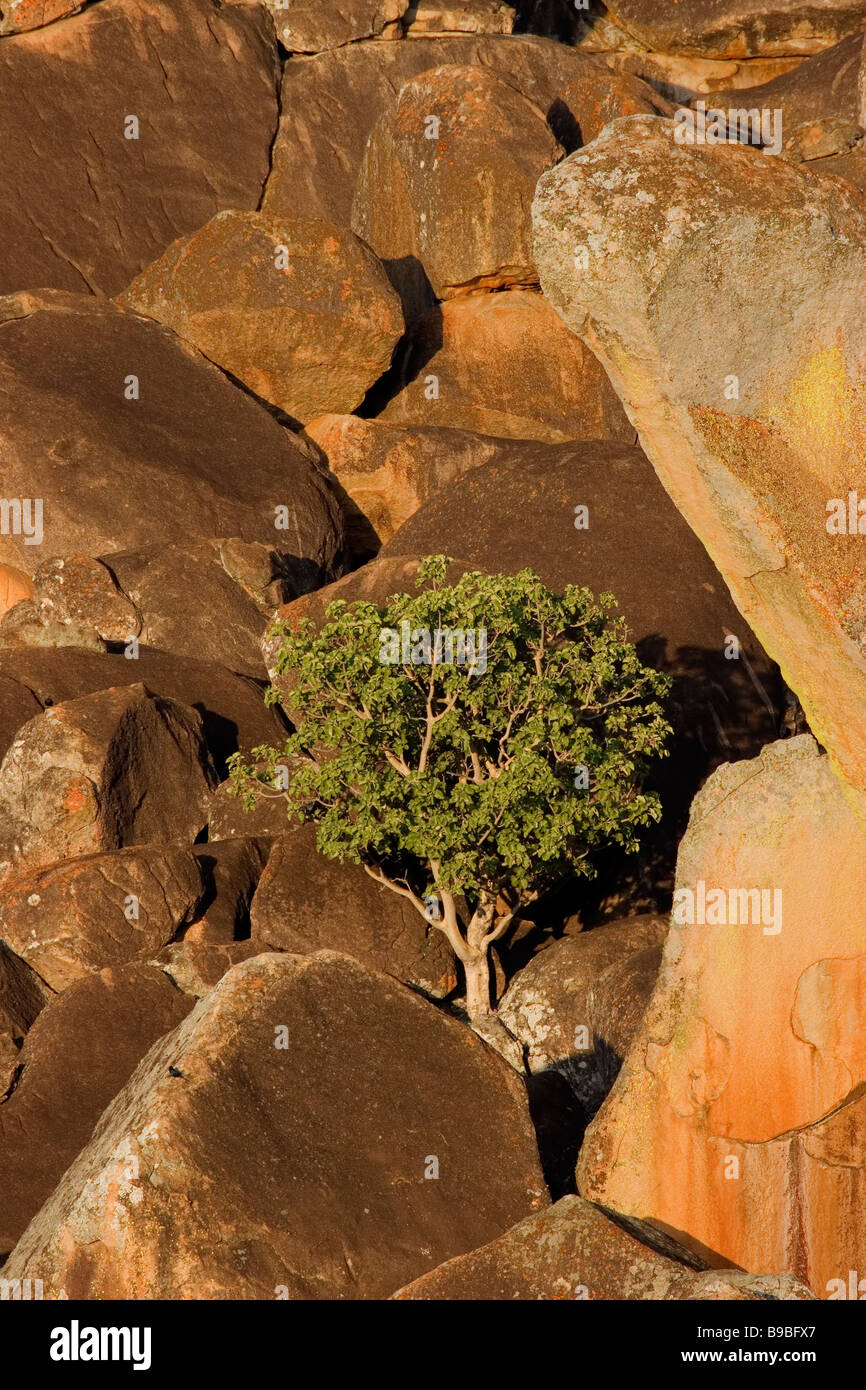 Landscape with granite rocks and a trees, Matopos National Park ...