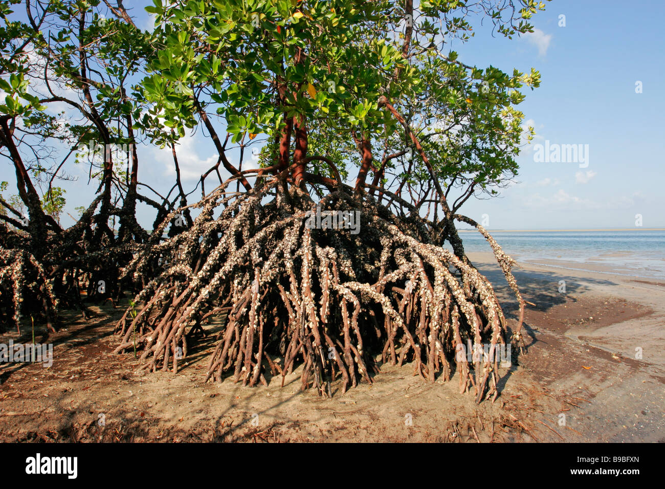 Mangrove tree at low tide, Vilanculos coastal sanctuary, Mozambique ...
