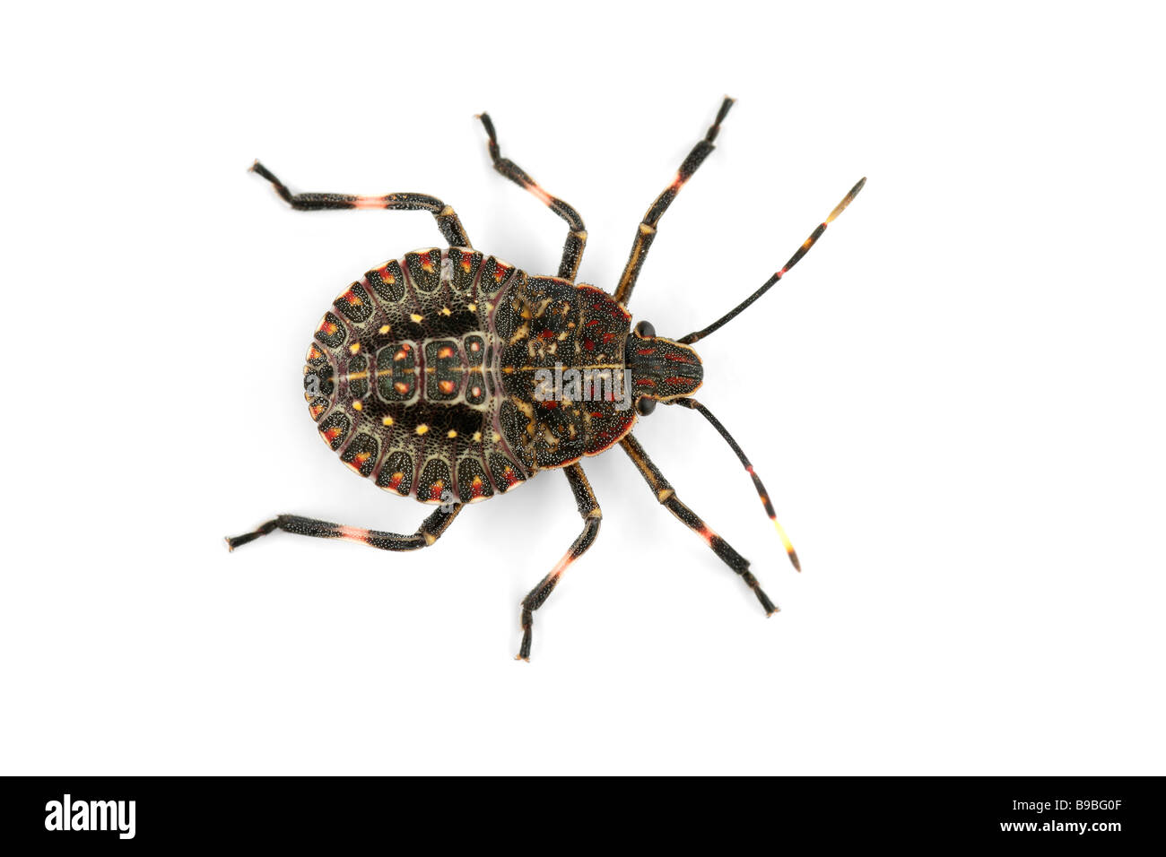 Spotted pest insect detail hi-res stock photography and images - Alamy