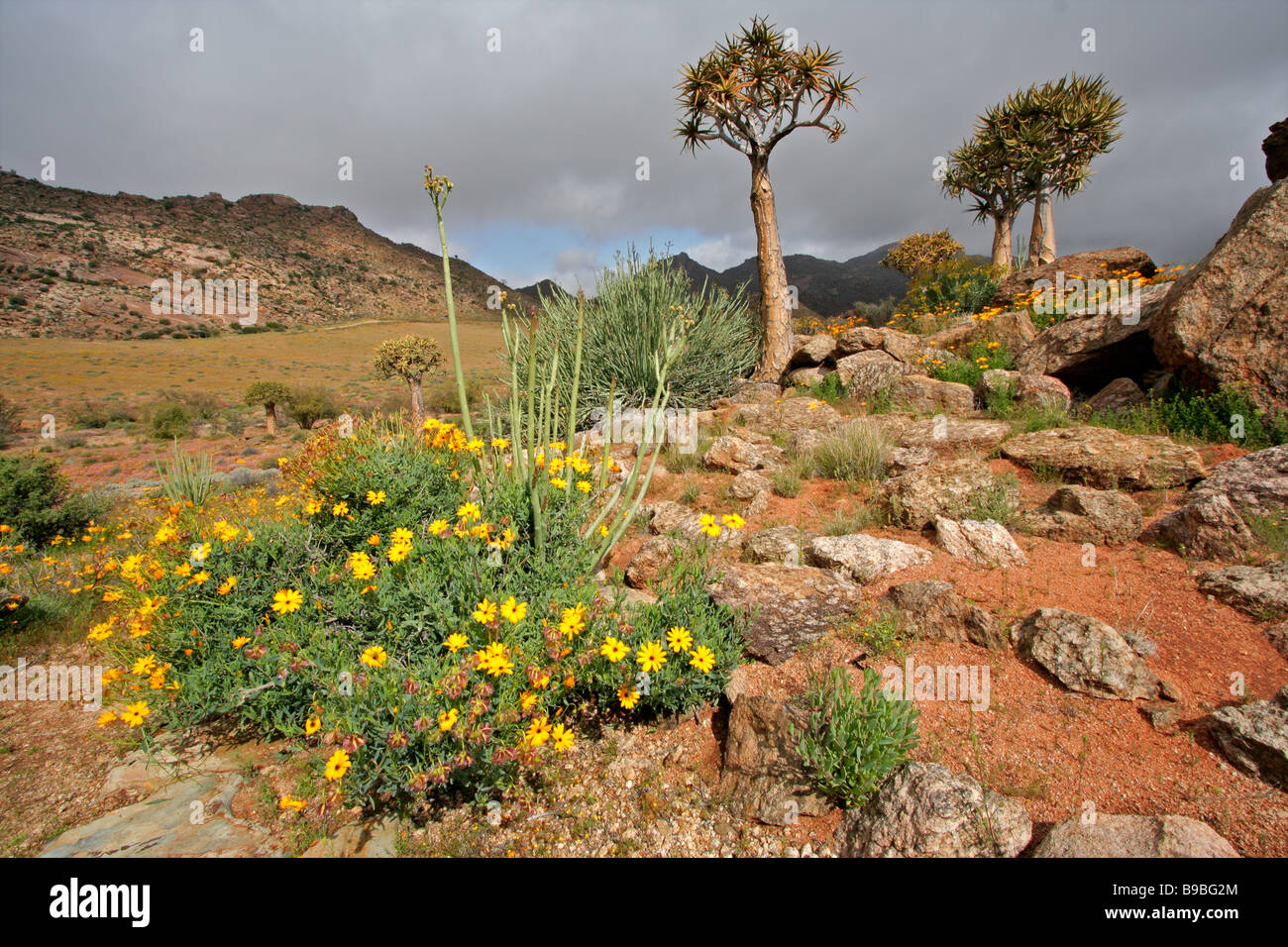 Landscape with wild flowers and quiver trees (Aloe dichotoma ...