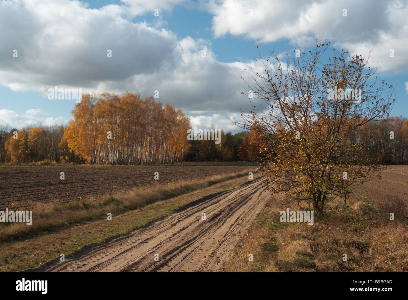 Polish farm crops hi-res stock photography and images - Alamy