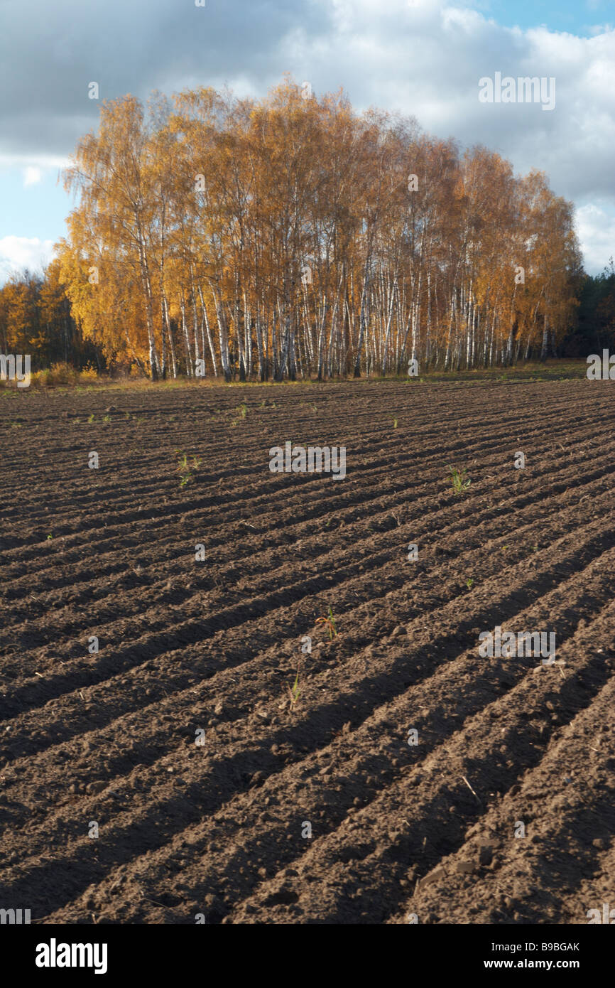 Polish farm crops hi-res stock photography and images - Alamy