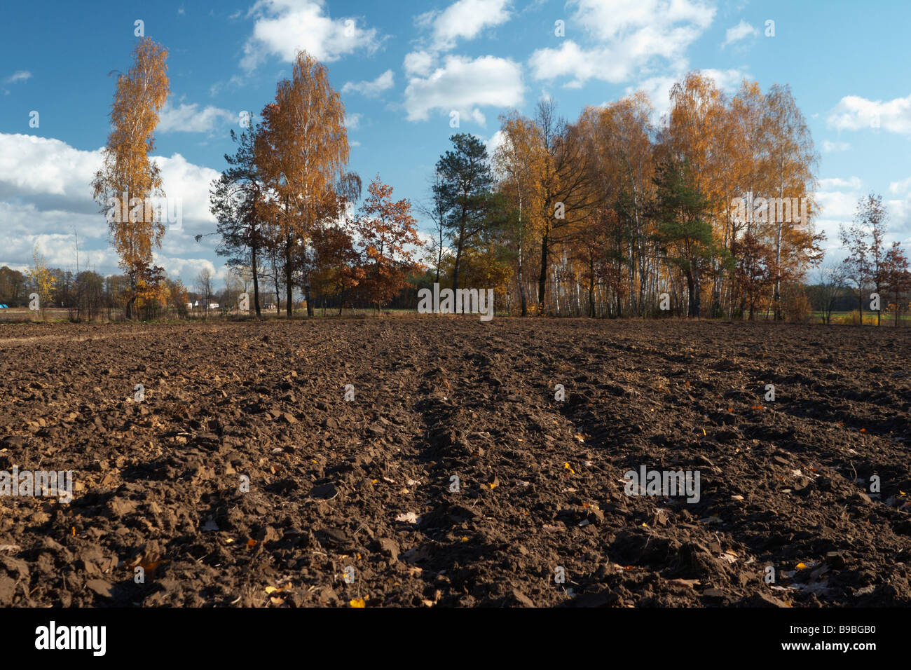 Polish farm crops hi-res stock photography and images - Alamy