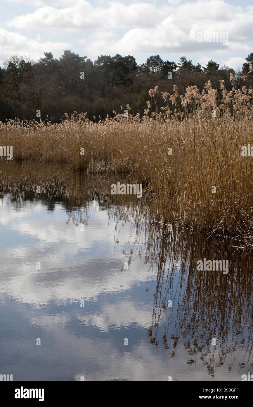 Englemere Pond, Ascot Stock Photo - Alamy