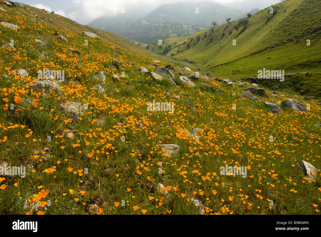 California Wildflowers High Resolution Stock Photography and Images - Alamy