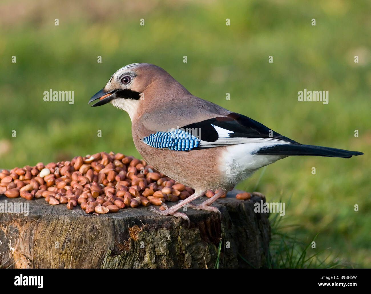 Jay bird nuts hi-res stock photography and images - Alamy