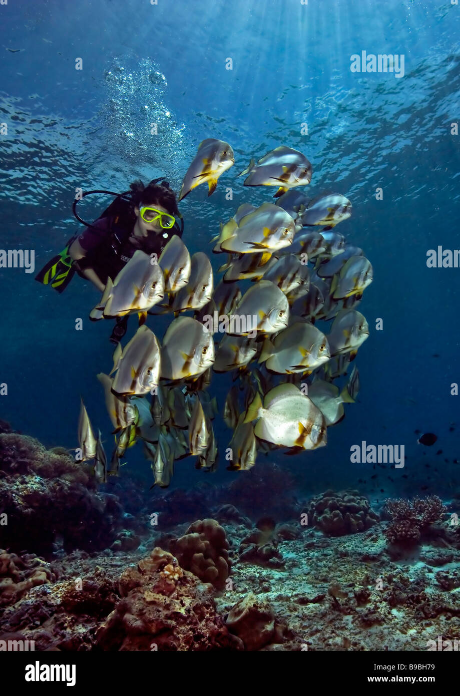 Spadefish school hi-res stock photography and images - Alamy