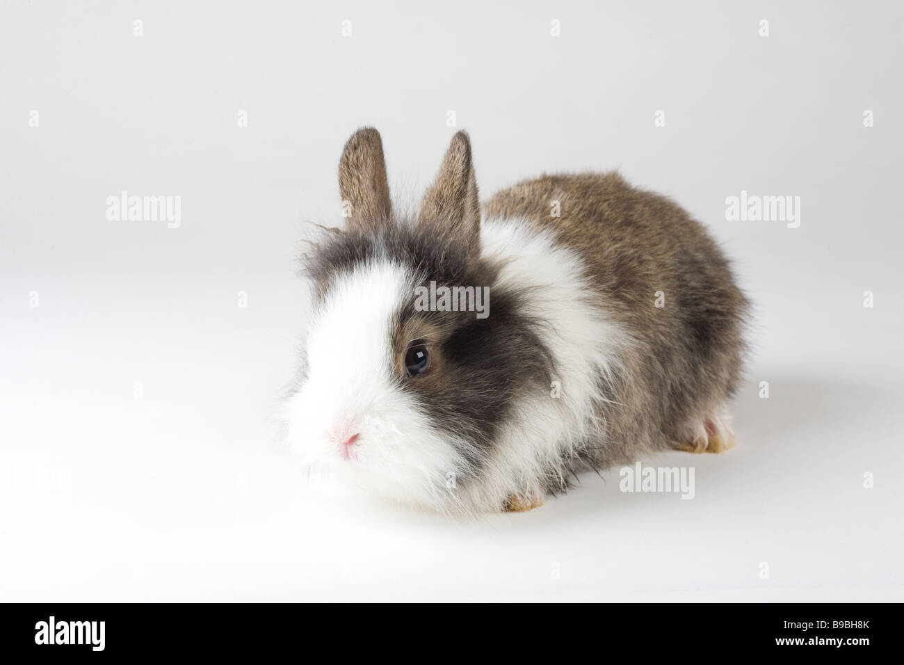 Spotted rabbit hi-res stock photography and images - Alamy
