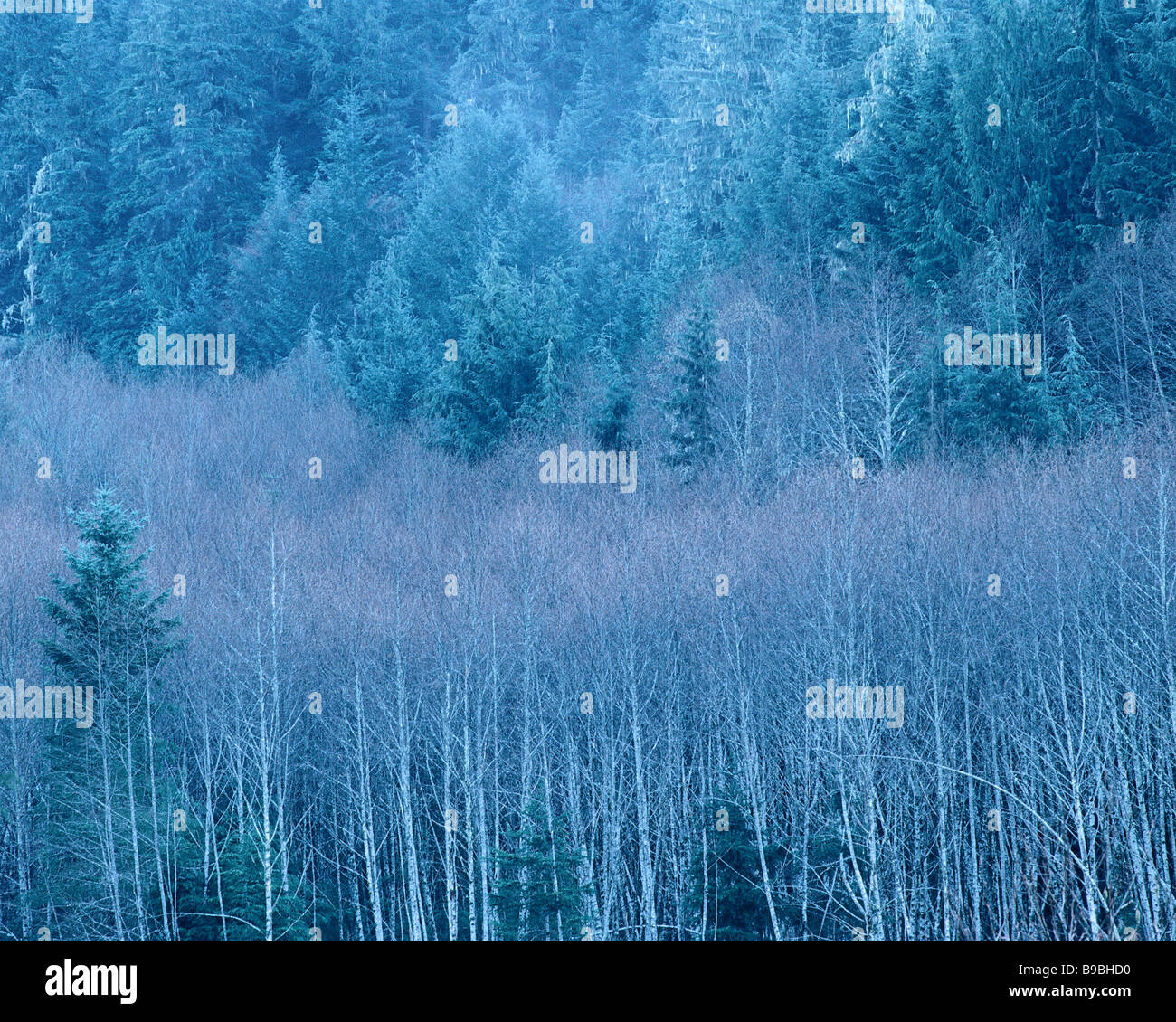 Hillside trees on a cold snowy foggy Pacific Nortwest winter evening ...