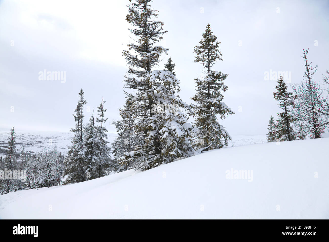 Pinewood tree covered with snow up in the mountain Stock Photo - Alamy
